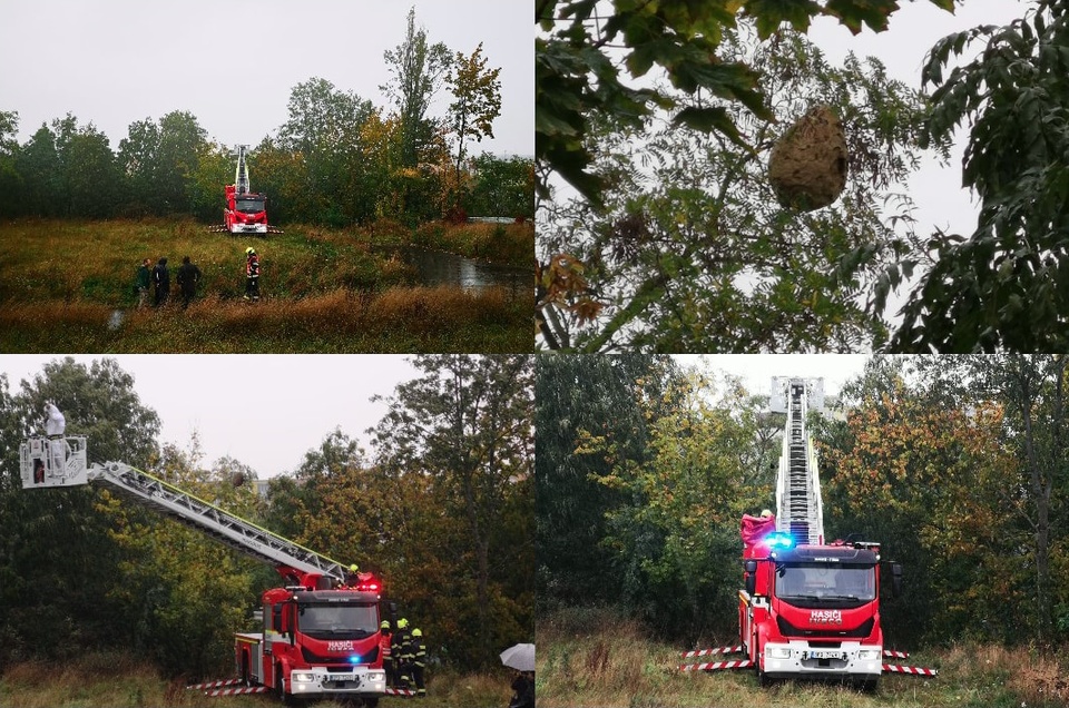Hasiči právě sundali hnízdo sršní asijských | Krimi Plzeň