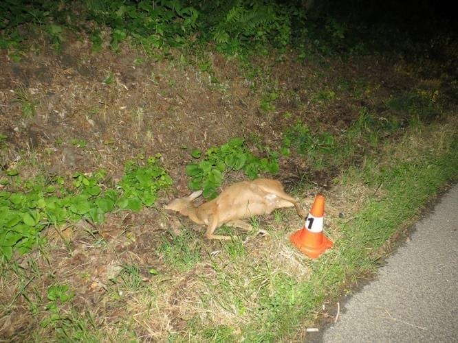Aktuálně: Hned tři nehody se zvířaty v okolí Plzně | Krimi Plzeň